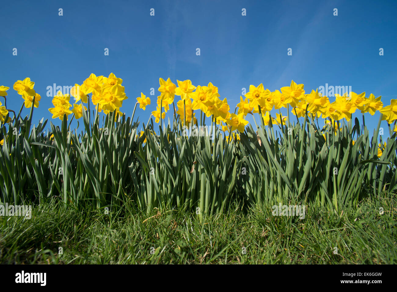 Spring Daffodils in bloom Stock Photo - Alamy