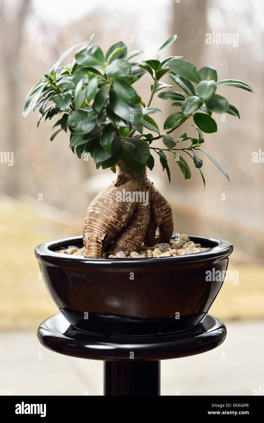 Money plant hi-res stock photography and images - Alamy