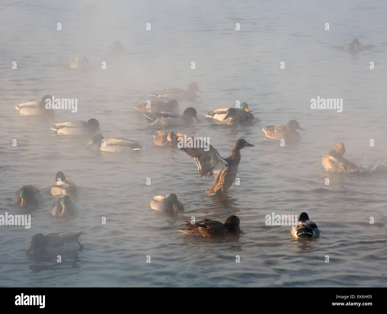 flock of ducks, Palace Park Gatchina, Leningrad region, Russia Stock ...