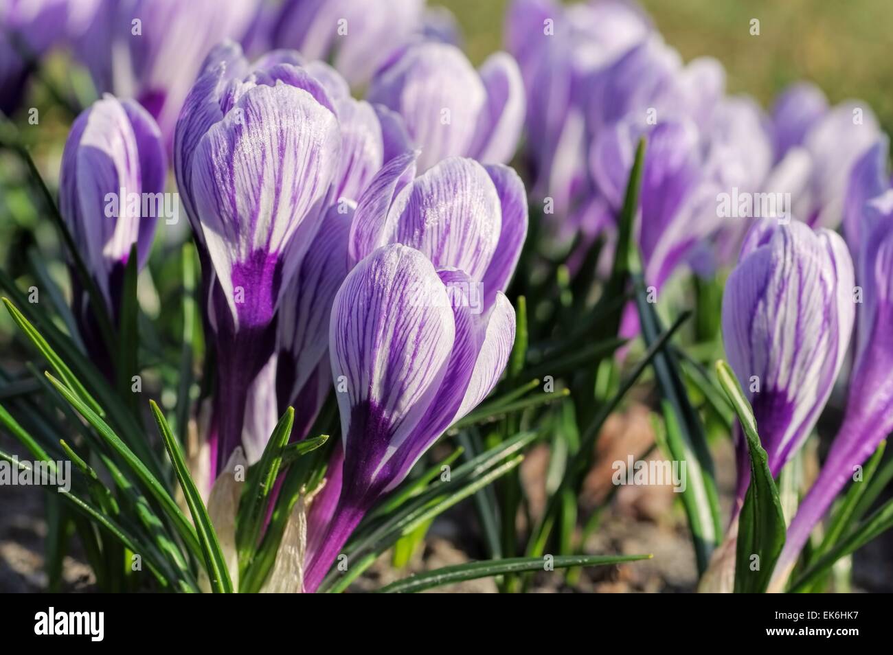 Krokus King of the Striped - Crocus King of the Striped 03 Stock Photo ...