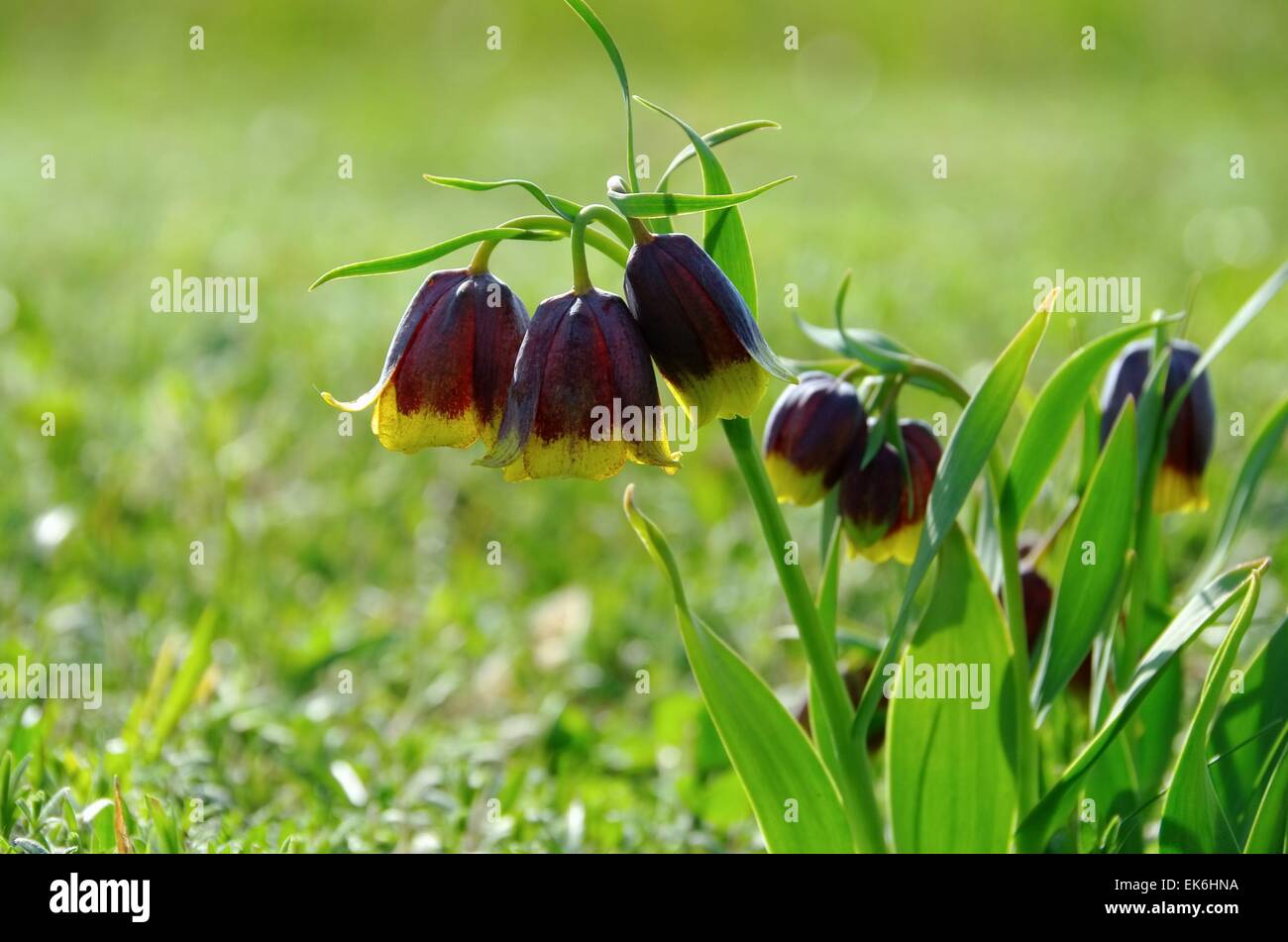 Schachblume - Chess Flower 01 Stock Photo - Alamy
