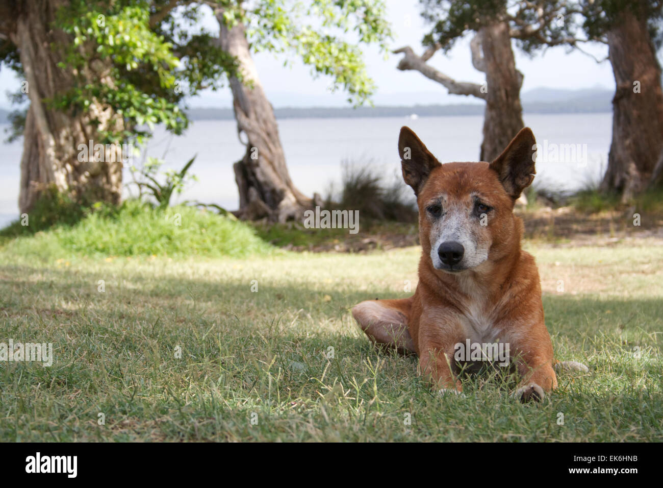 Wild dingo. Australia Stock Photo - Alamy
