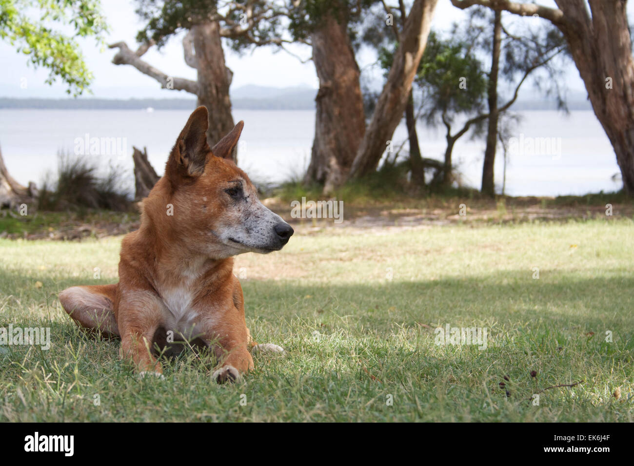 Wild dingo lying on grass at camp site. Australia Stock Photo - Alamy
