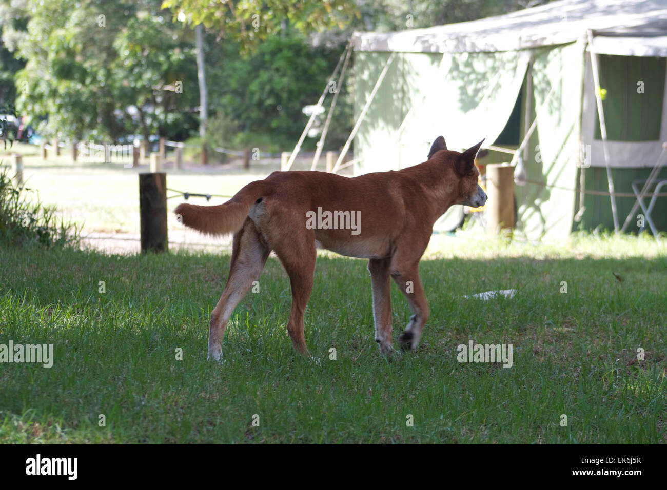 Wild dingo stalking camp site. Australia Stock Photo - Alamy