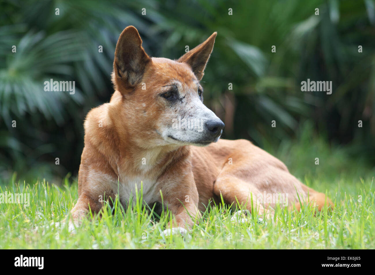 Wild dingo lying down in grass. Australia Stock Photo - Alamy