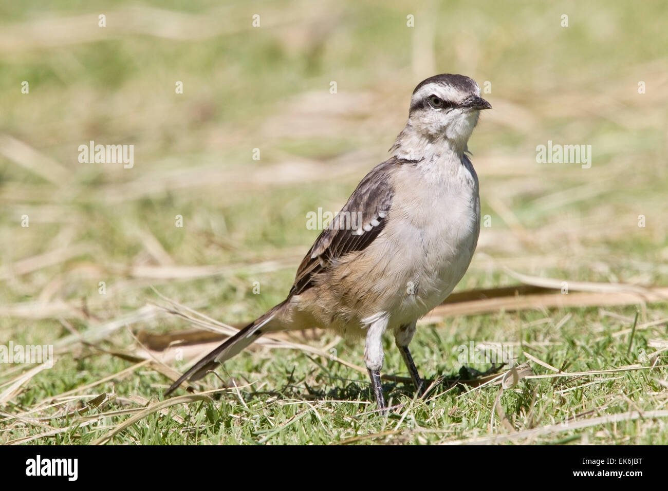 Chalk-browed Mockingbird (Mimus saturninus) adult standing on short ...