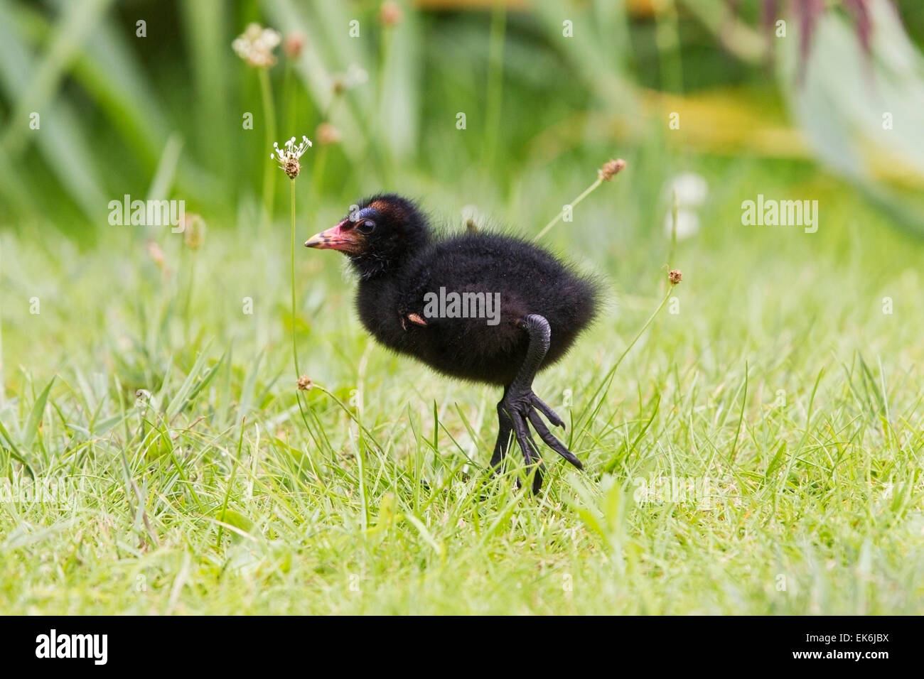 Moorhen (Gallinula chloropus) baby chick walking in short vegetation ...
