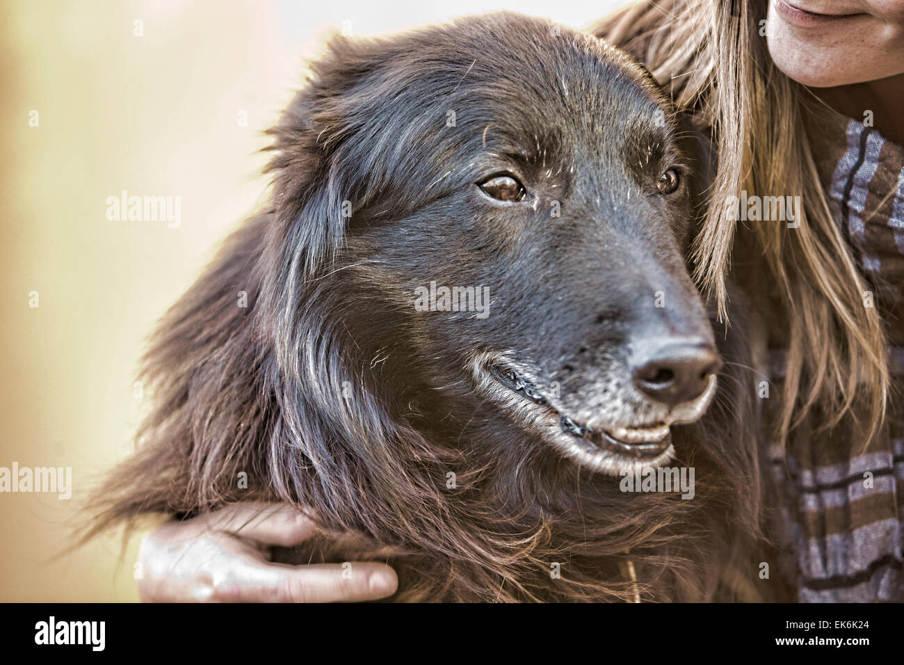 Old ancient dog Stock Photo - Alamy