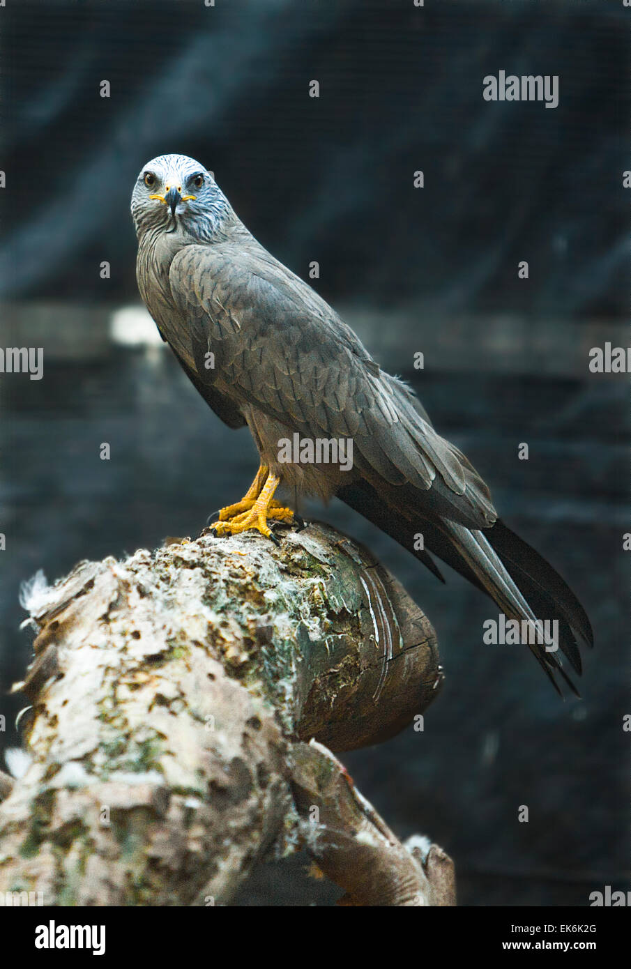 Recovery bird hi-res stock photography and images - Alamy