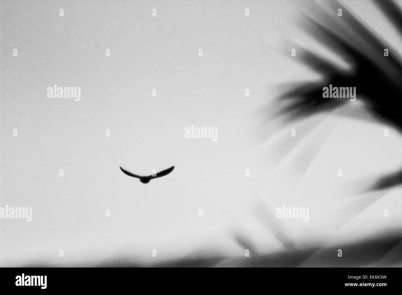 Soaring air Black and White Stock Photos & Images - Alamy