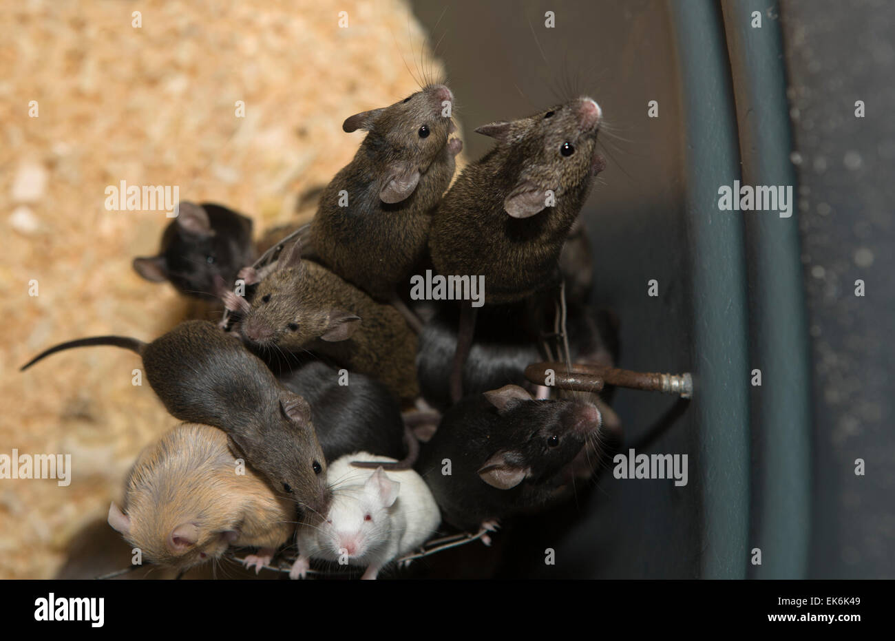 Containers to breed rats and mice, food captive raptors AMUS Center ...