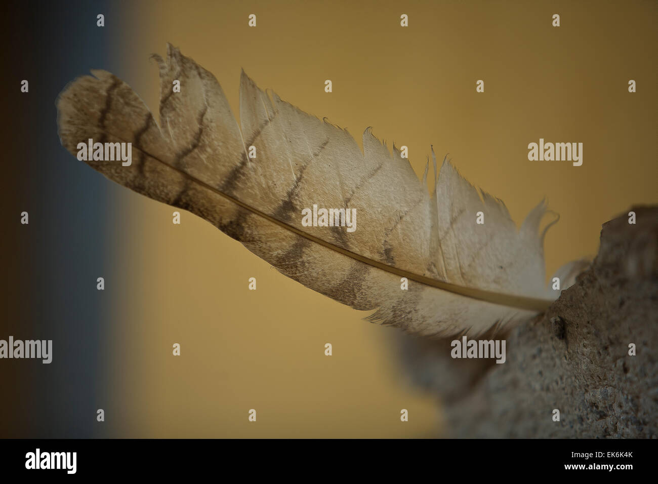 Feather on cork Stock Photo - Alamy
