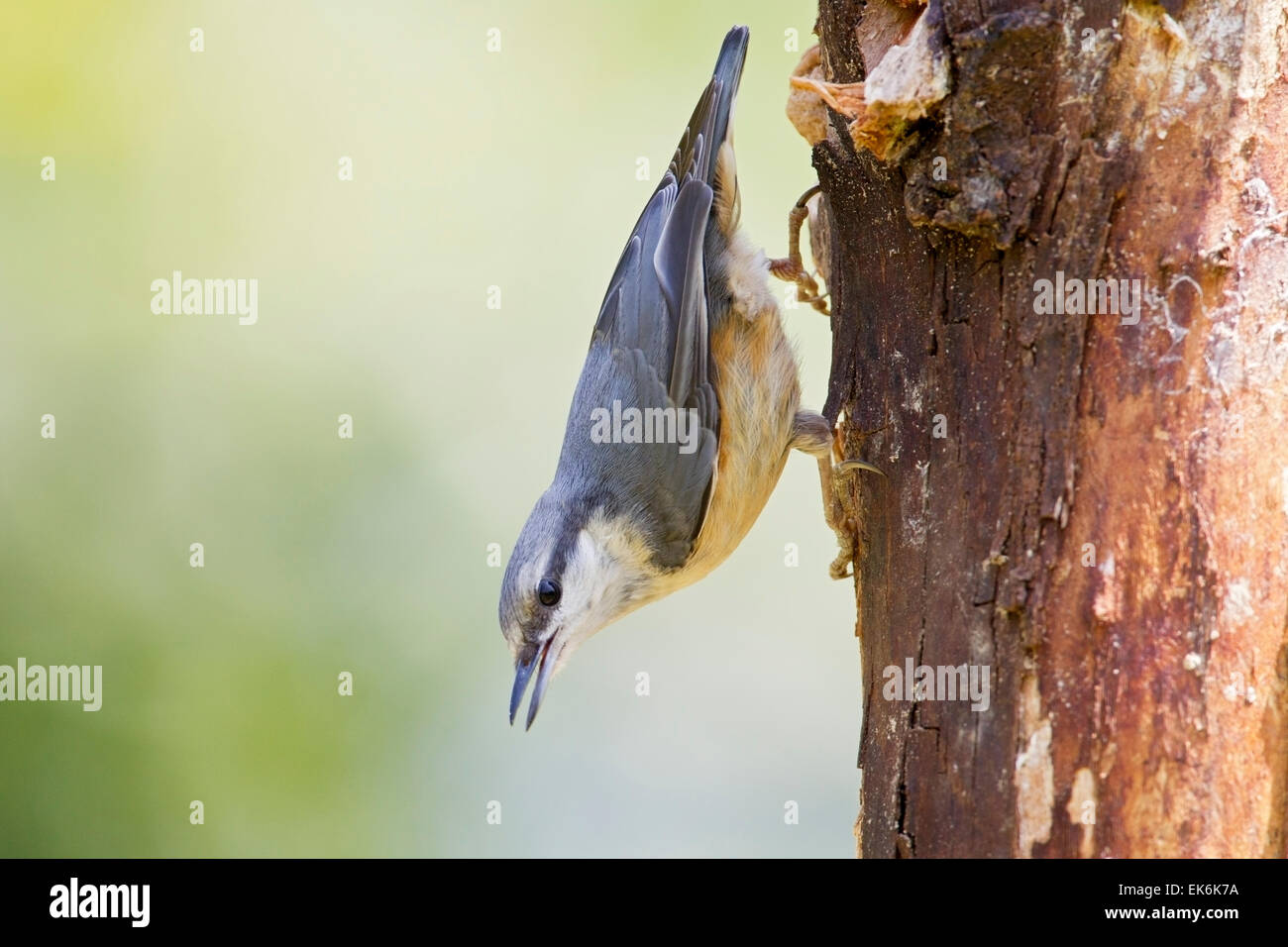 Eastern nuthatch hi-res stock photography and images - Alamy