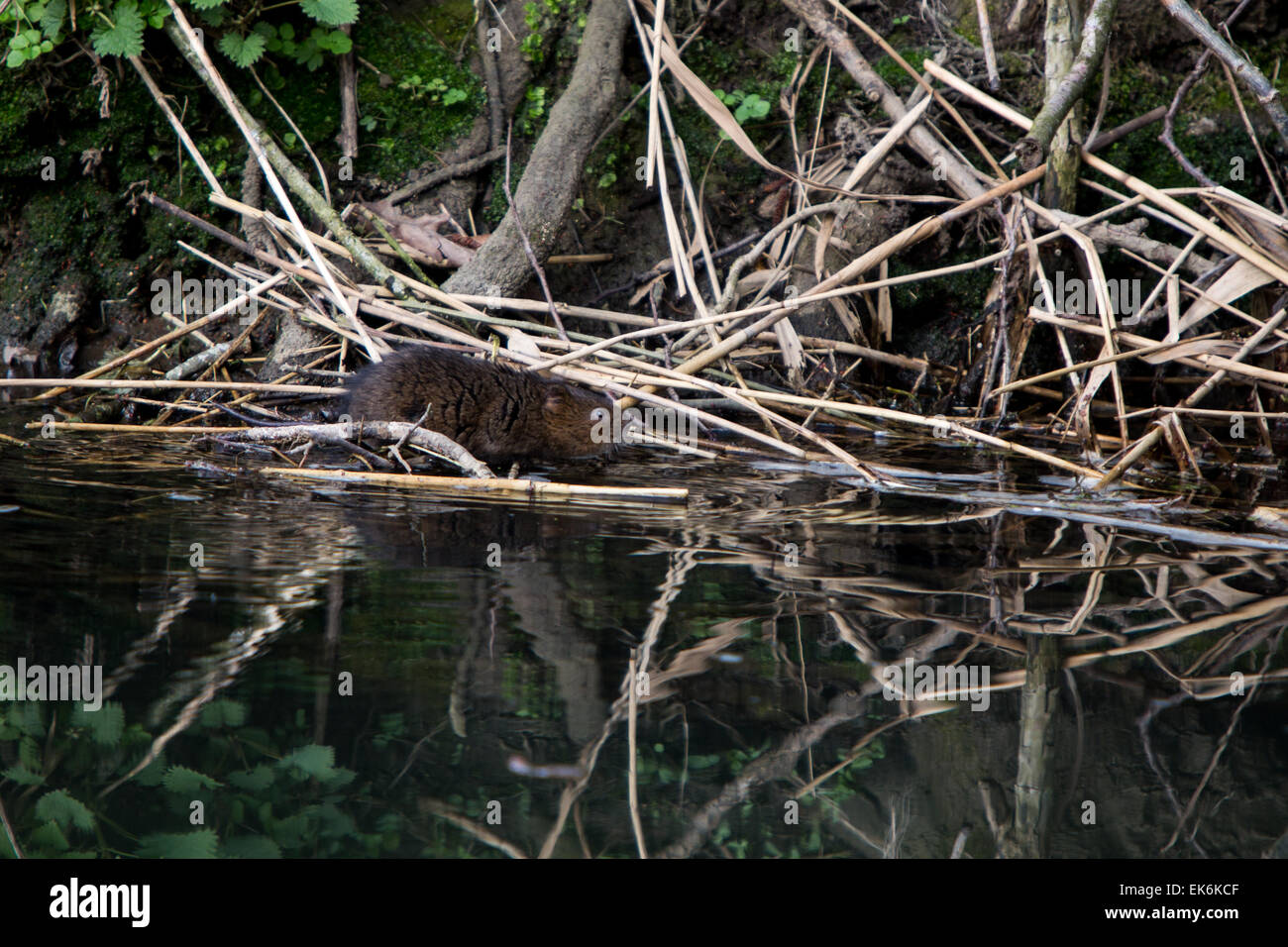 River Tas, Norfolk, UK. 07th Apr, 2015. This water vole on the River ...
