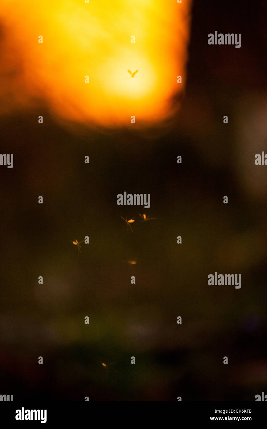 Backlit insects hi-res stock photography and images - Alamy