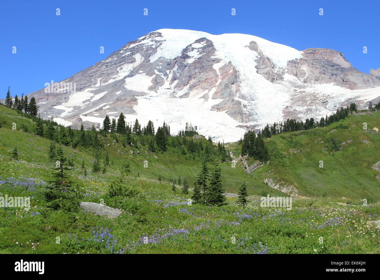 Mount Rainier and Spring flowers, Washington State Stock Photo - Alamy