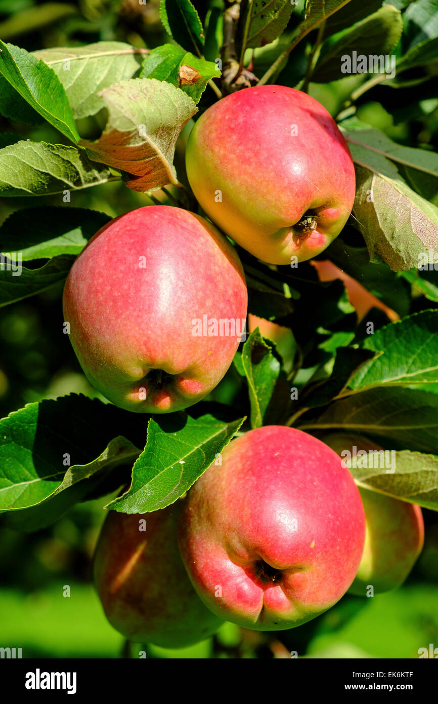 Pink lady tree hi-res stock photography and images - Alamy