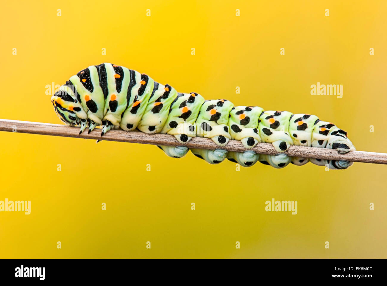 Monarch butterfly worm hi-res stock photography and images - Alamy