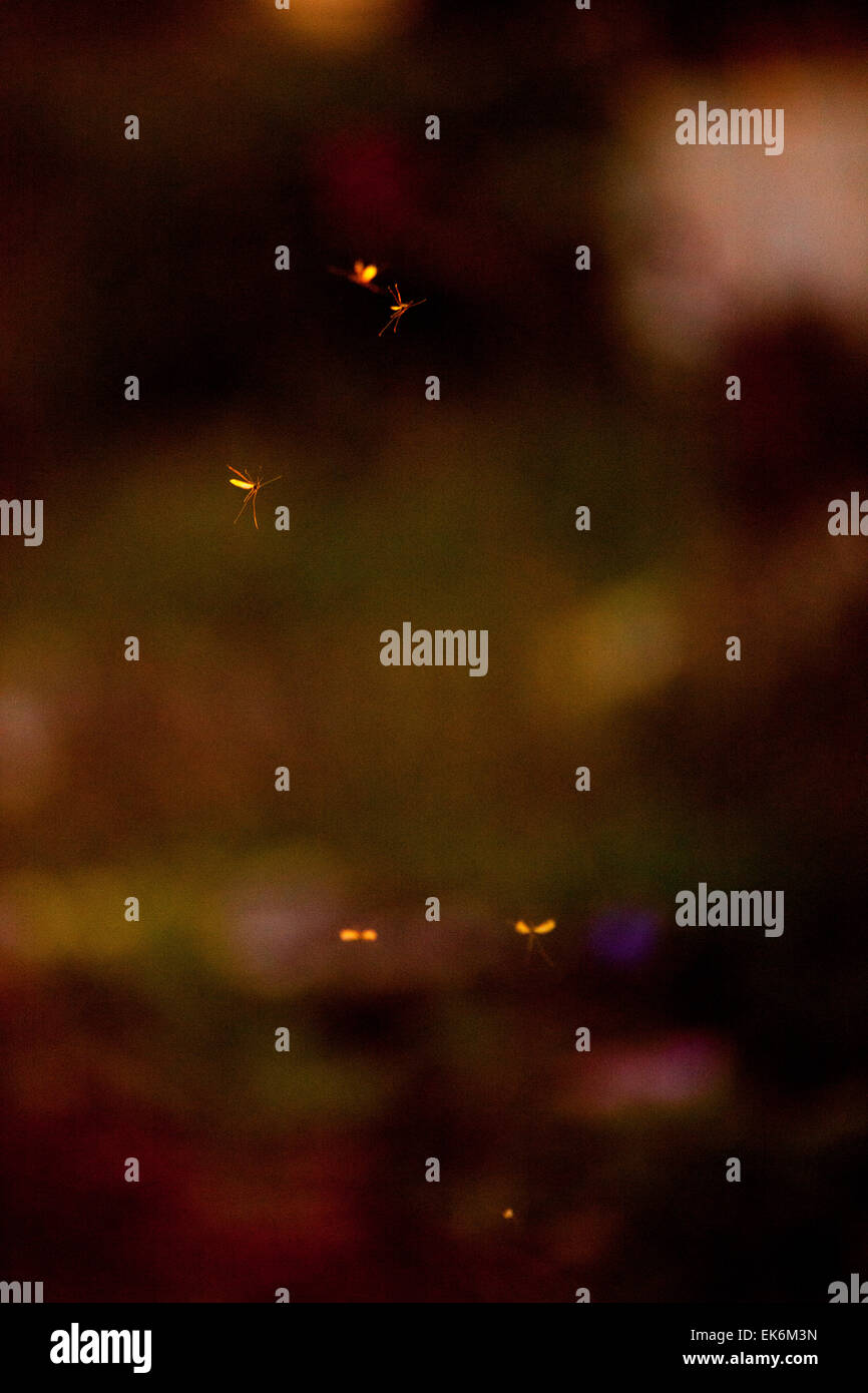 Crain fly hi-res stock photography and images - Alamy