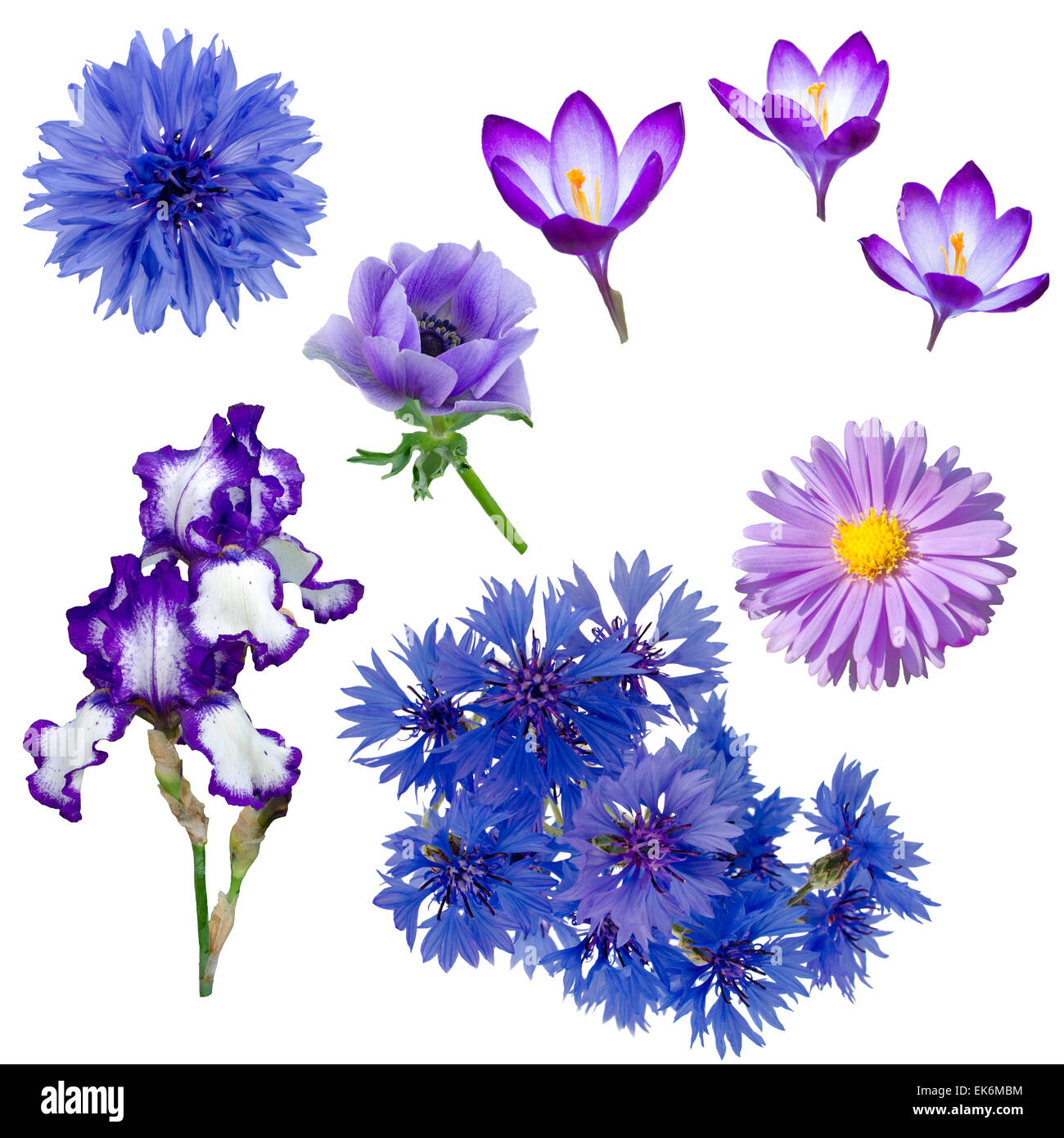 Blue anemone flowers Cut Out Stock Images & Pictures - Alamy
