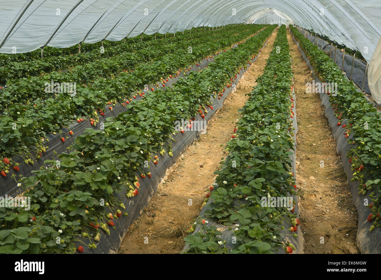 The expertise of strawberry producers in this part of the world ...