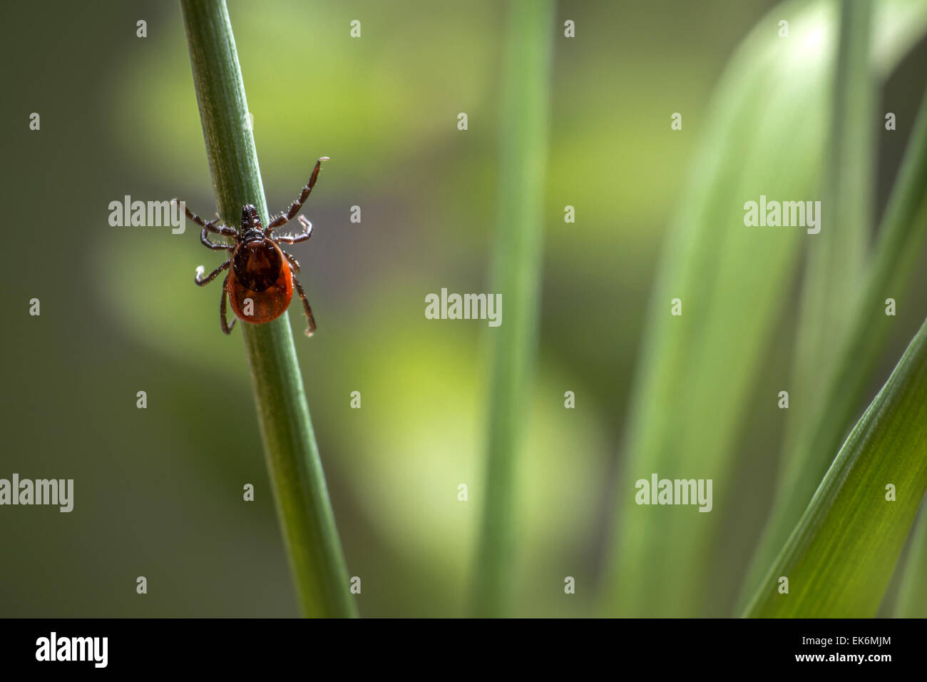 The castor bean tick (Ixodes ricinus Stock Photo - Alamy