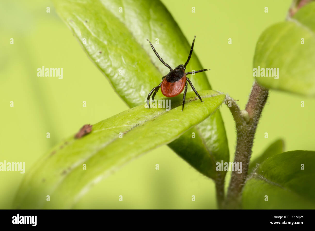 The castor bean tick (Ixodes ricinus Stock Photo - Alamy