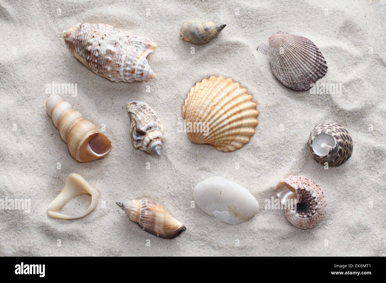 Sea shells on the sand Stock Photo - Alamy