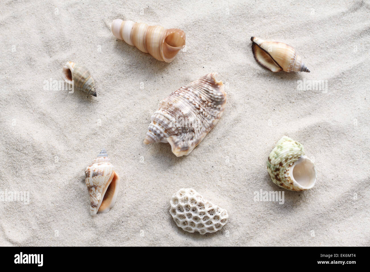 Sea shells on the sand Stock Photo - Alamy
