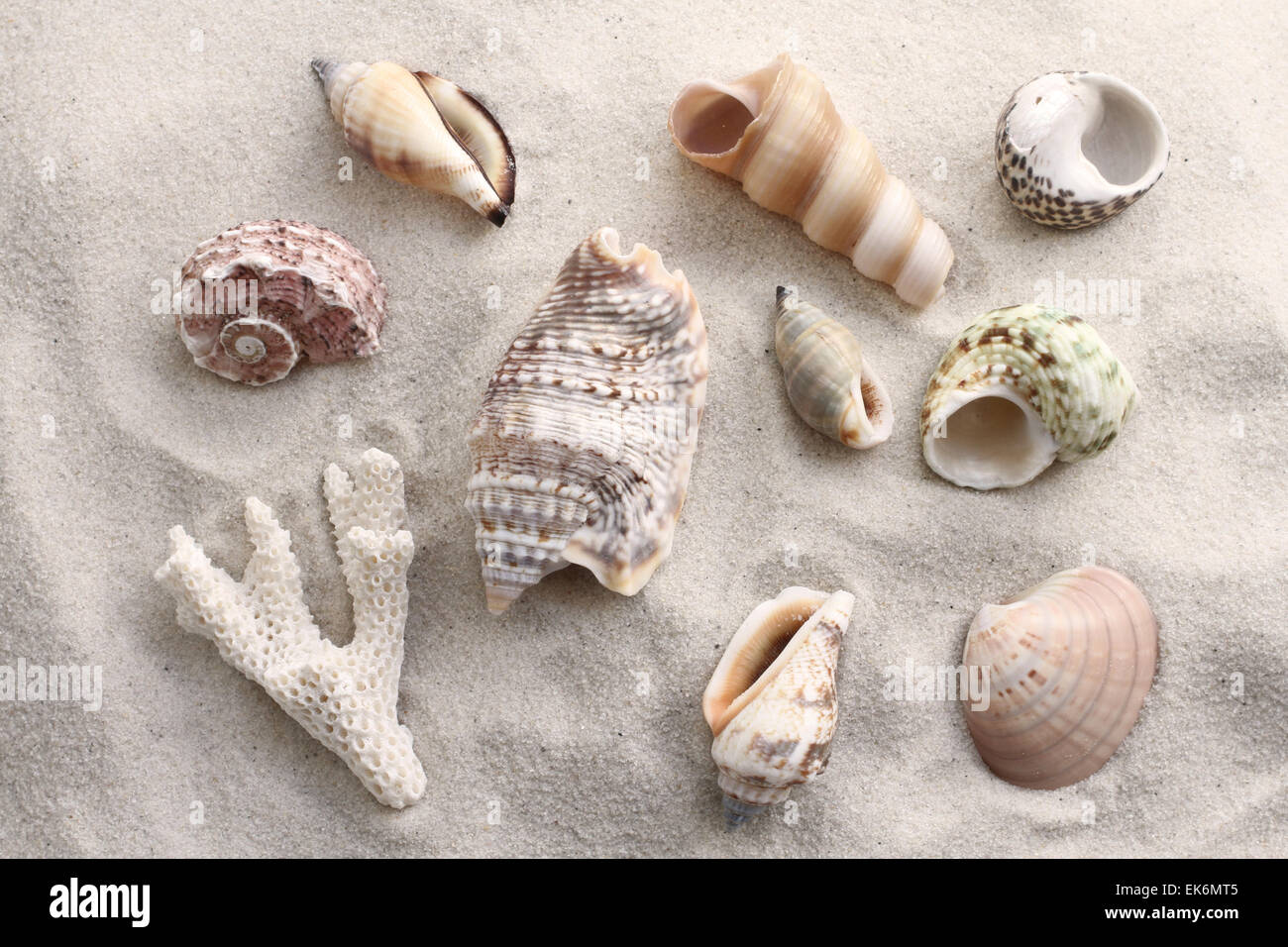Coral sand macro hi-res stock photography and images - Alamy