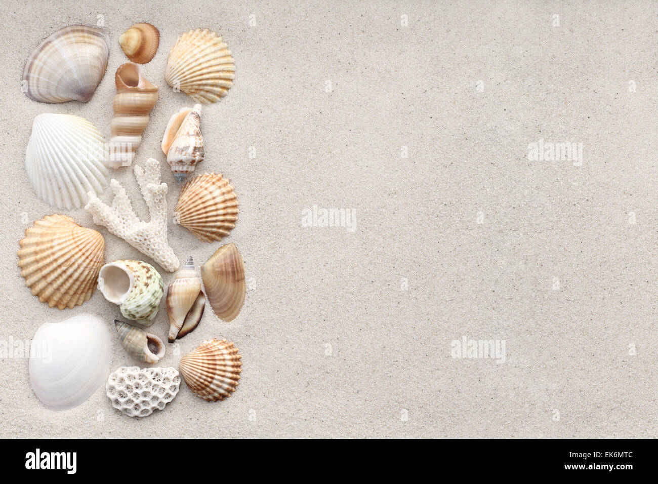 Sea shells and coral on the sand Stock Photo - Alamy