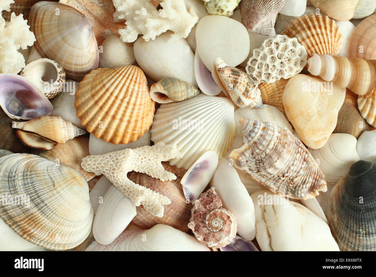 Sea shells, stones, mussels and coral background Stock Photo - Alamy