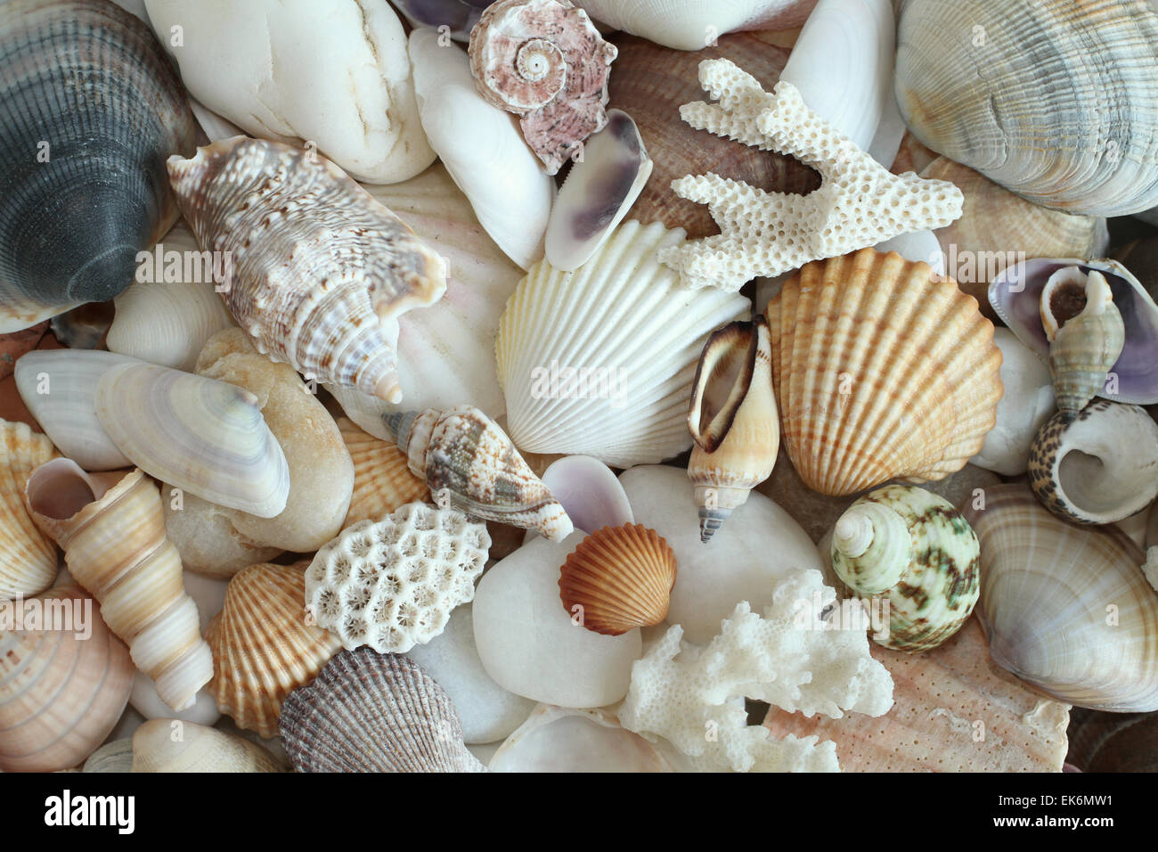 Sea shells, stones, coral background Stock Photo - Alamy