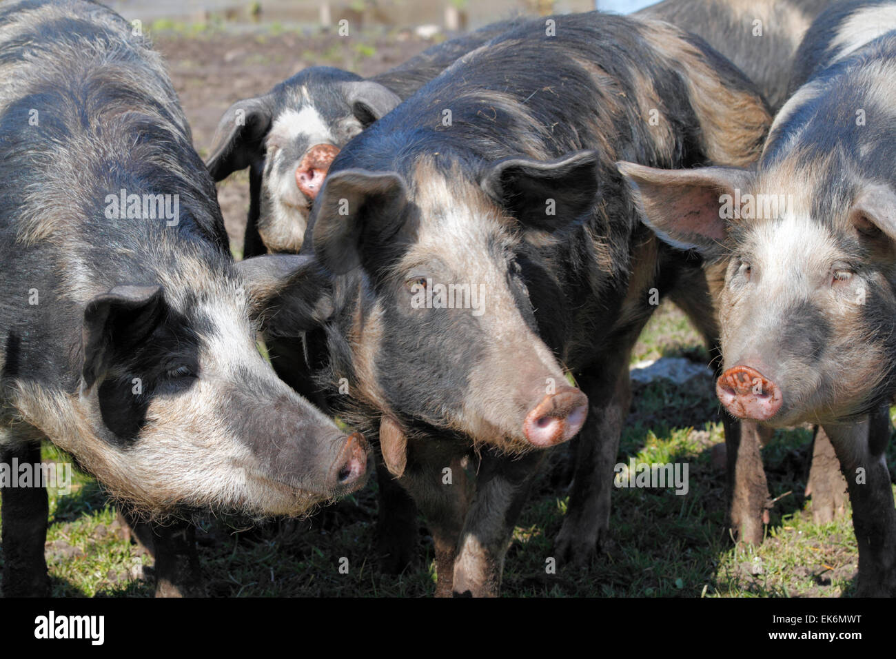 Free-range organic and very rare Old Danish Piebald Landrace pigs at ...