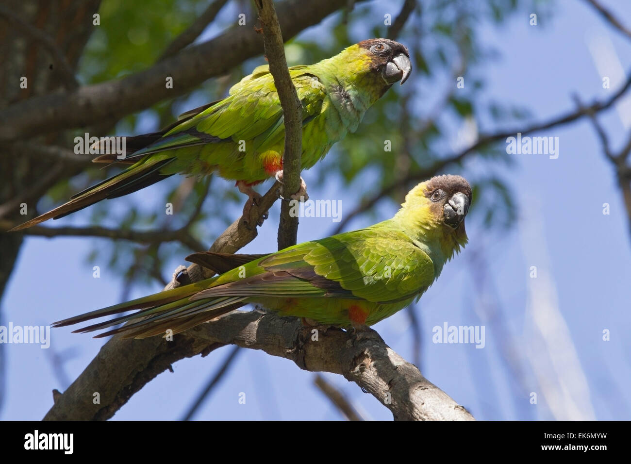 Nanday Parakeet (Aratinga nenday), perched in tree, in city park ...