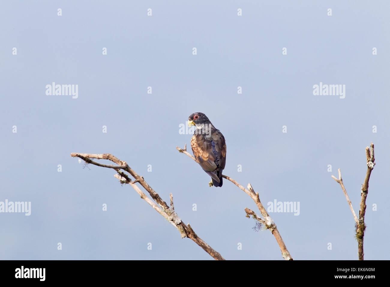 Bronze-winged Parrot (Pionus chalcopterus) adult perched in dead tree ...