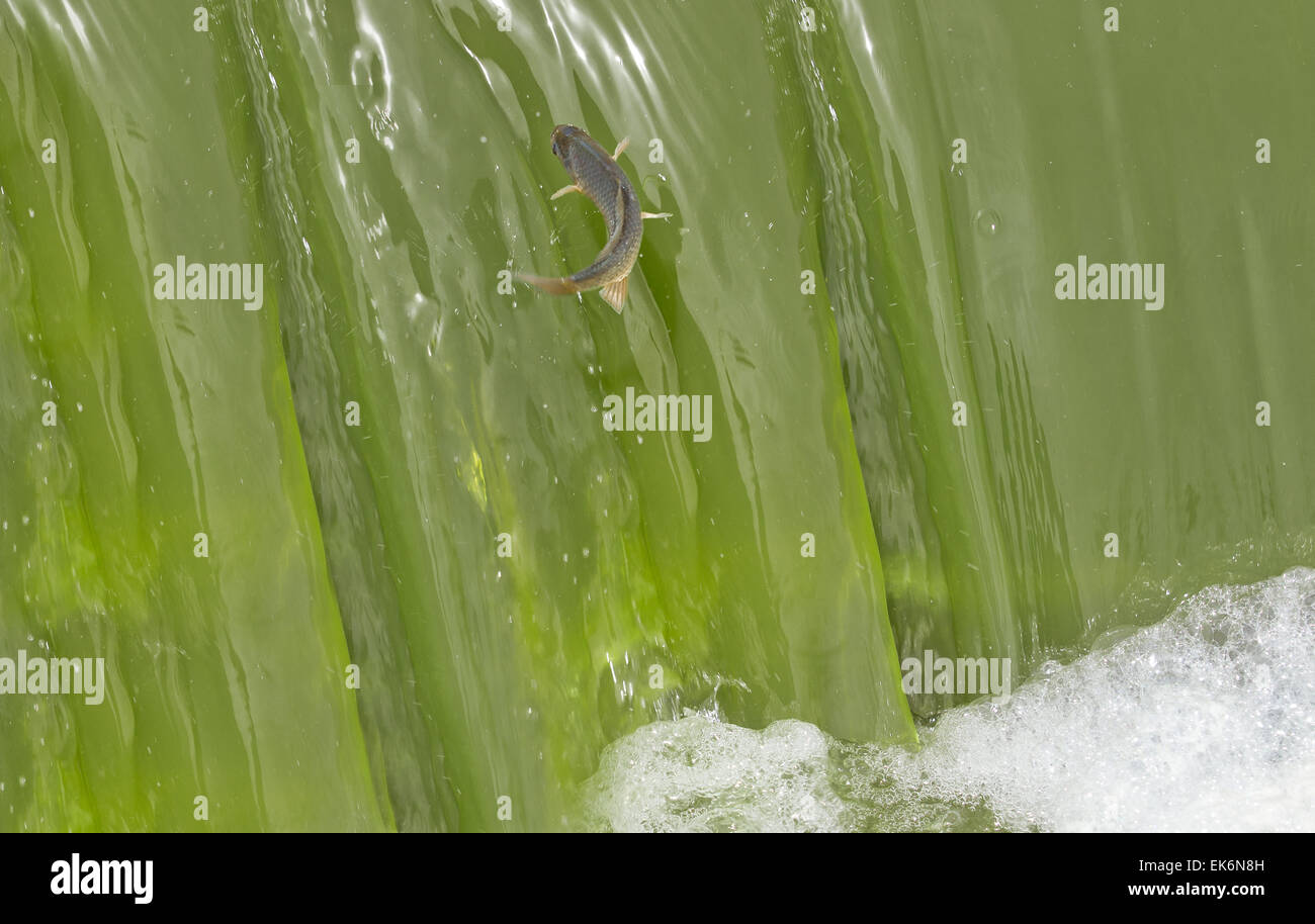 Carp are various species of oily freshwater fish of the family ...