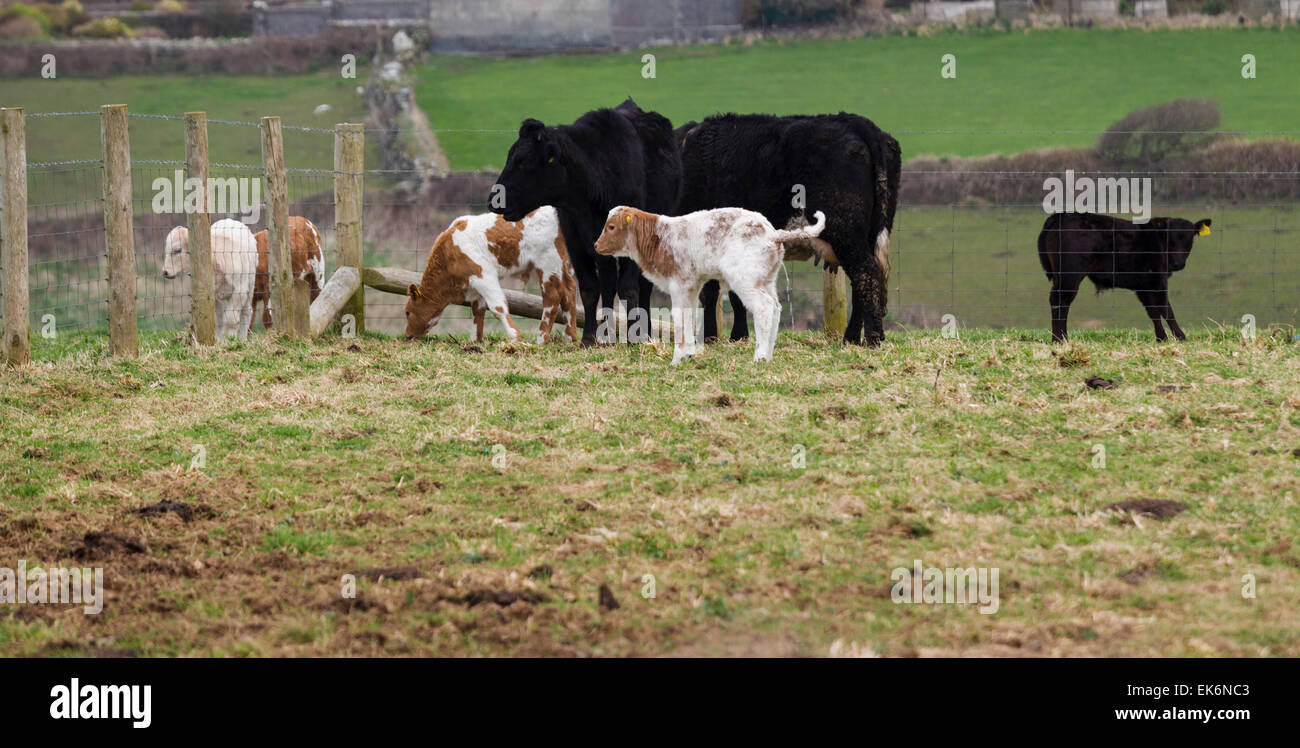 Cornish cow hi-res stock photography and images - Alamy