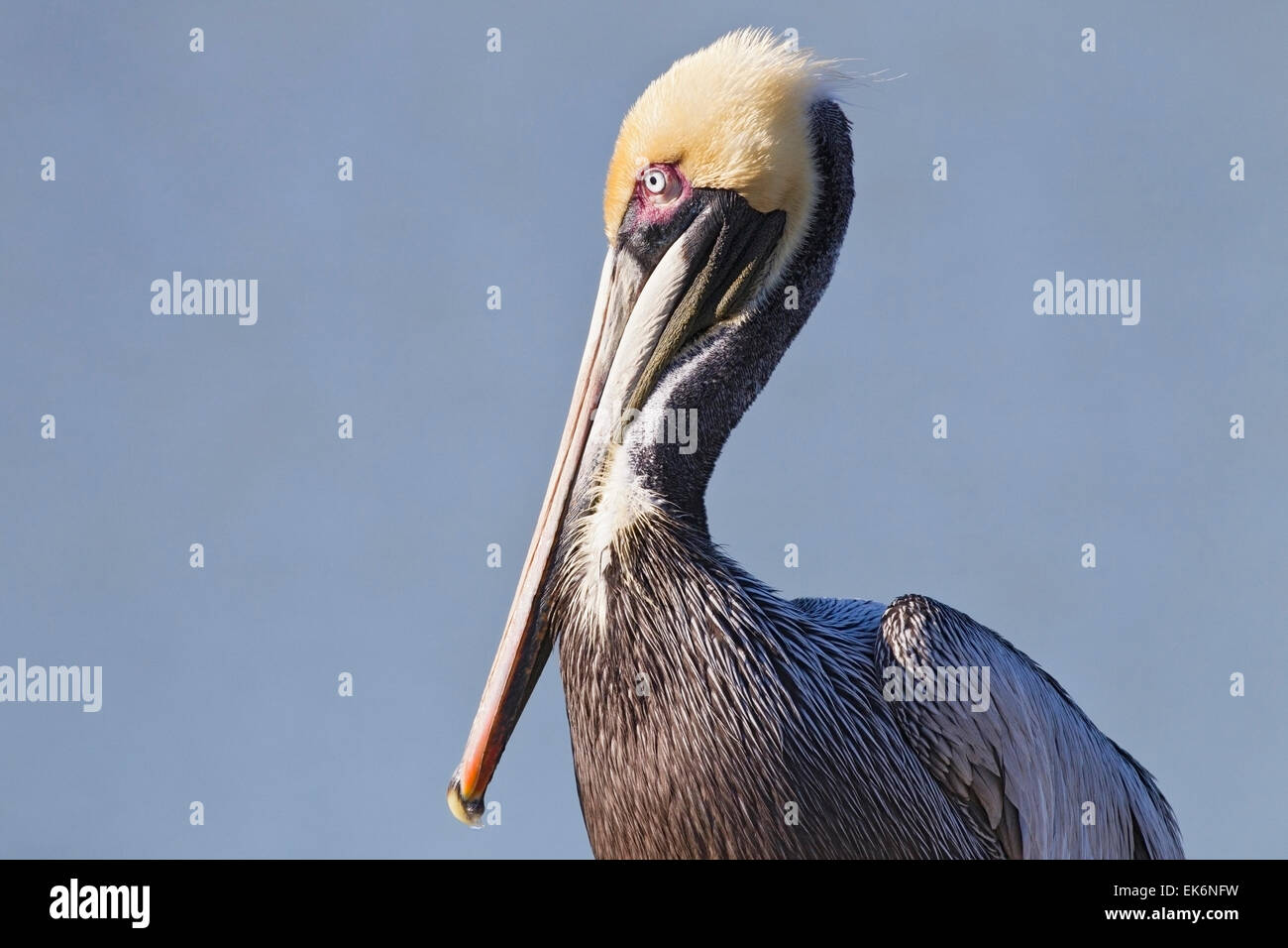 Brown Pelican (Pelecanus occidentalis), adult in breeding plumage ...