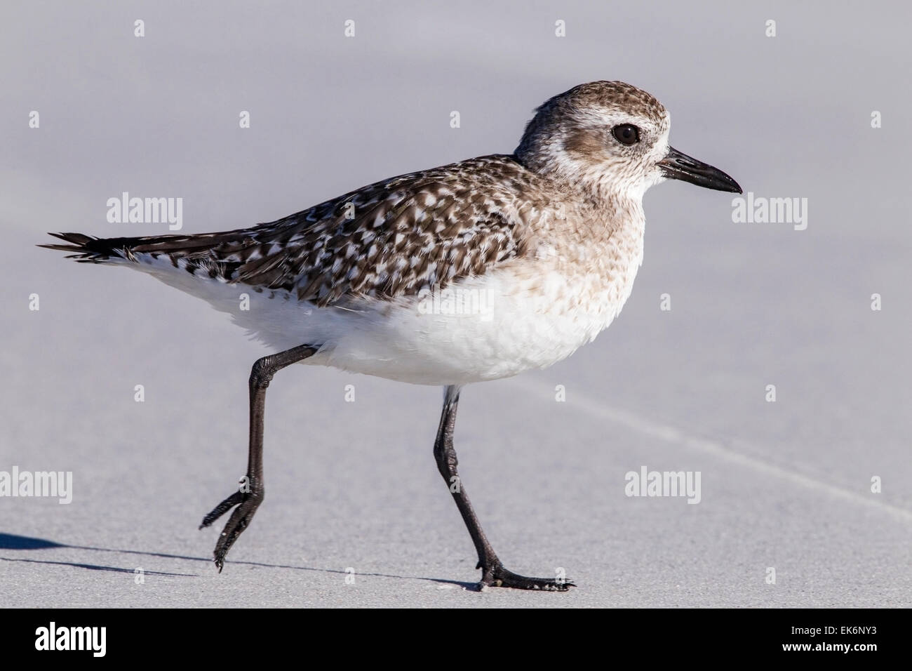 Plover Grey Color