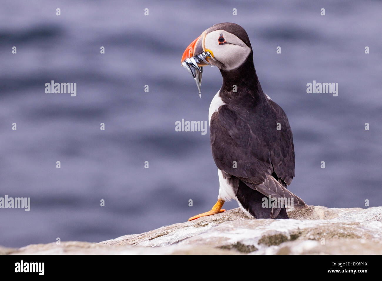 Atlantic puffin fish mouth hi-res stock photography and images - Alamy