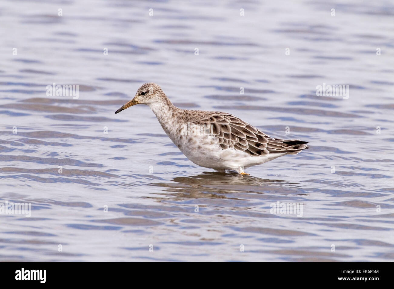 Ruff (Philomachus pugnax) or Reeve single bird walking in shallow water ...