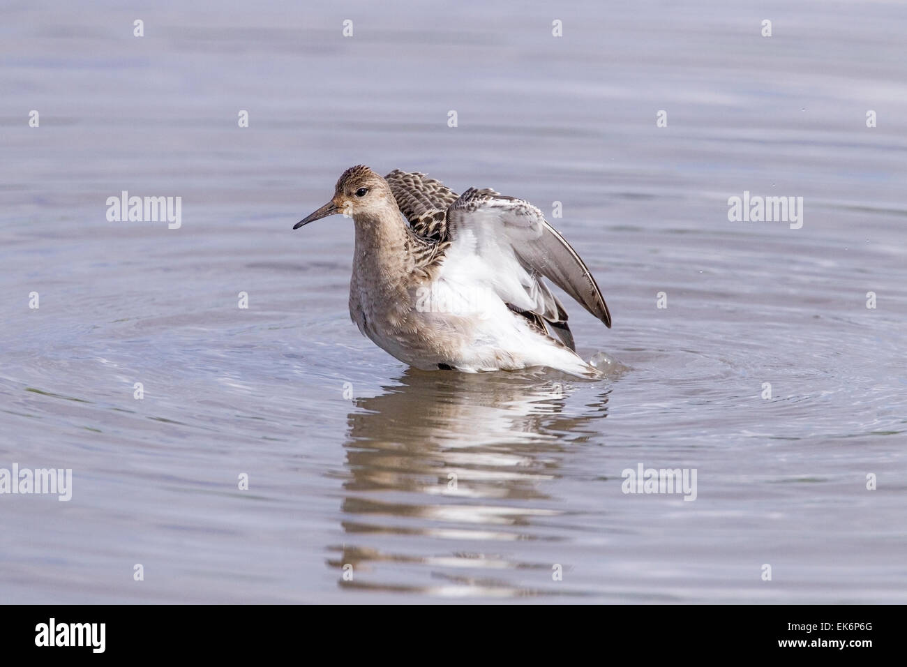 Ruff (Philomachus pugnax) or Reeve single bird walking in shallow water ...