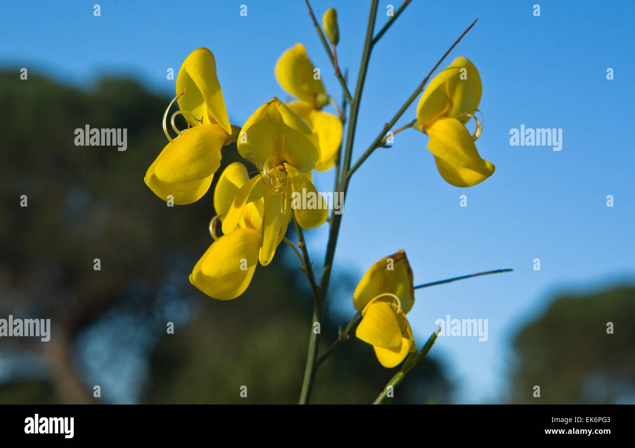 Retama is a genus of flowering bushes in the legume family, Fabaceae ...