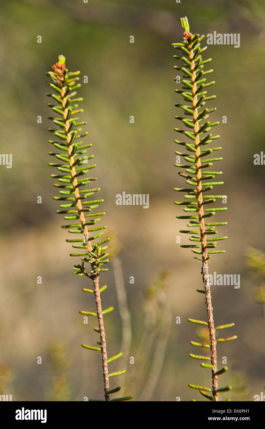 Corema album, the camariña, is a flowering plant species, one ...