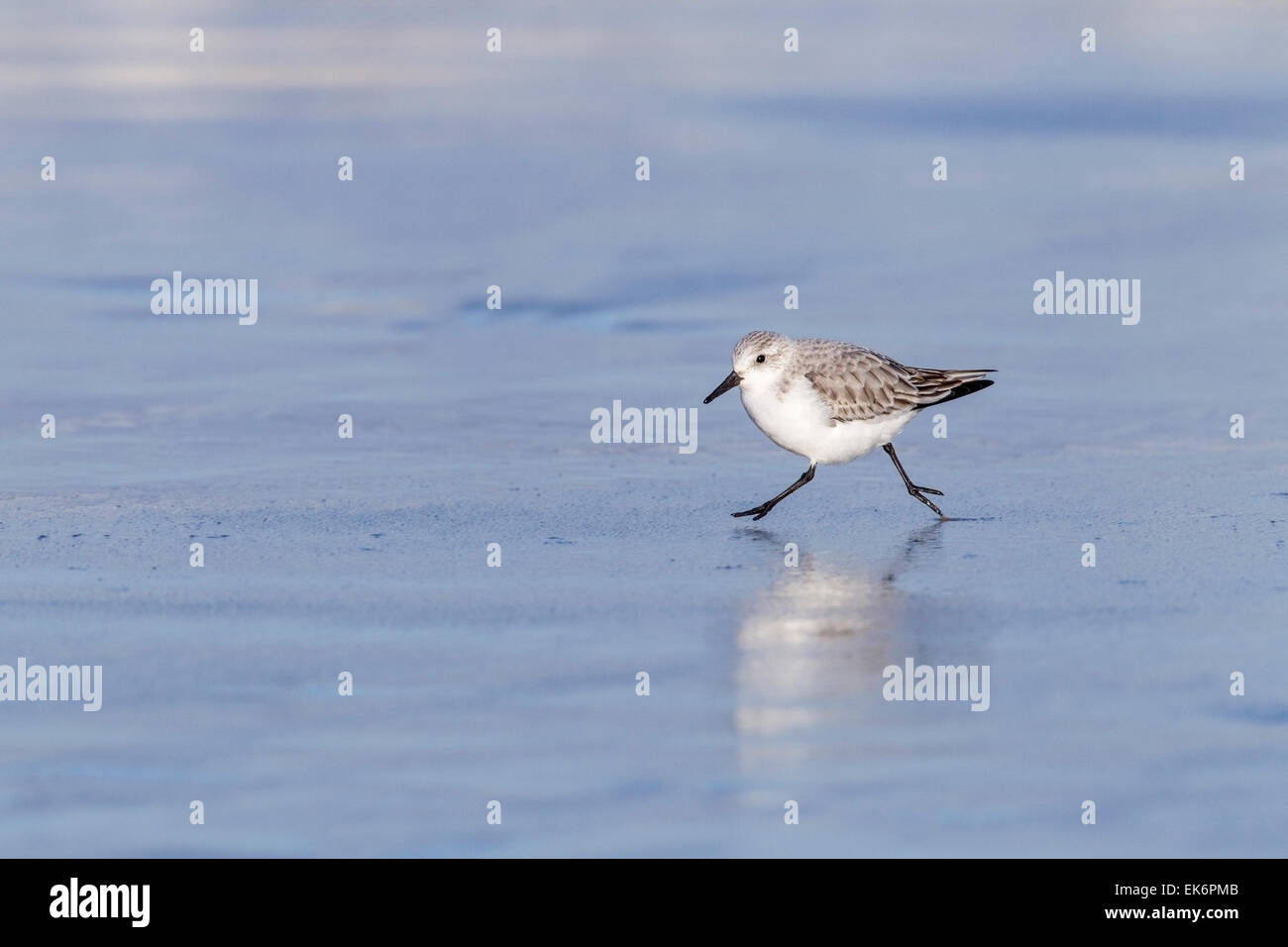 Sanderling hi-res stock photography and images - Alamy