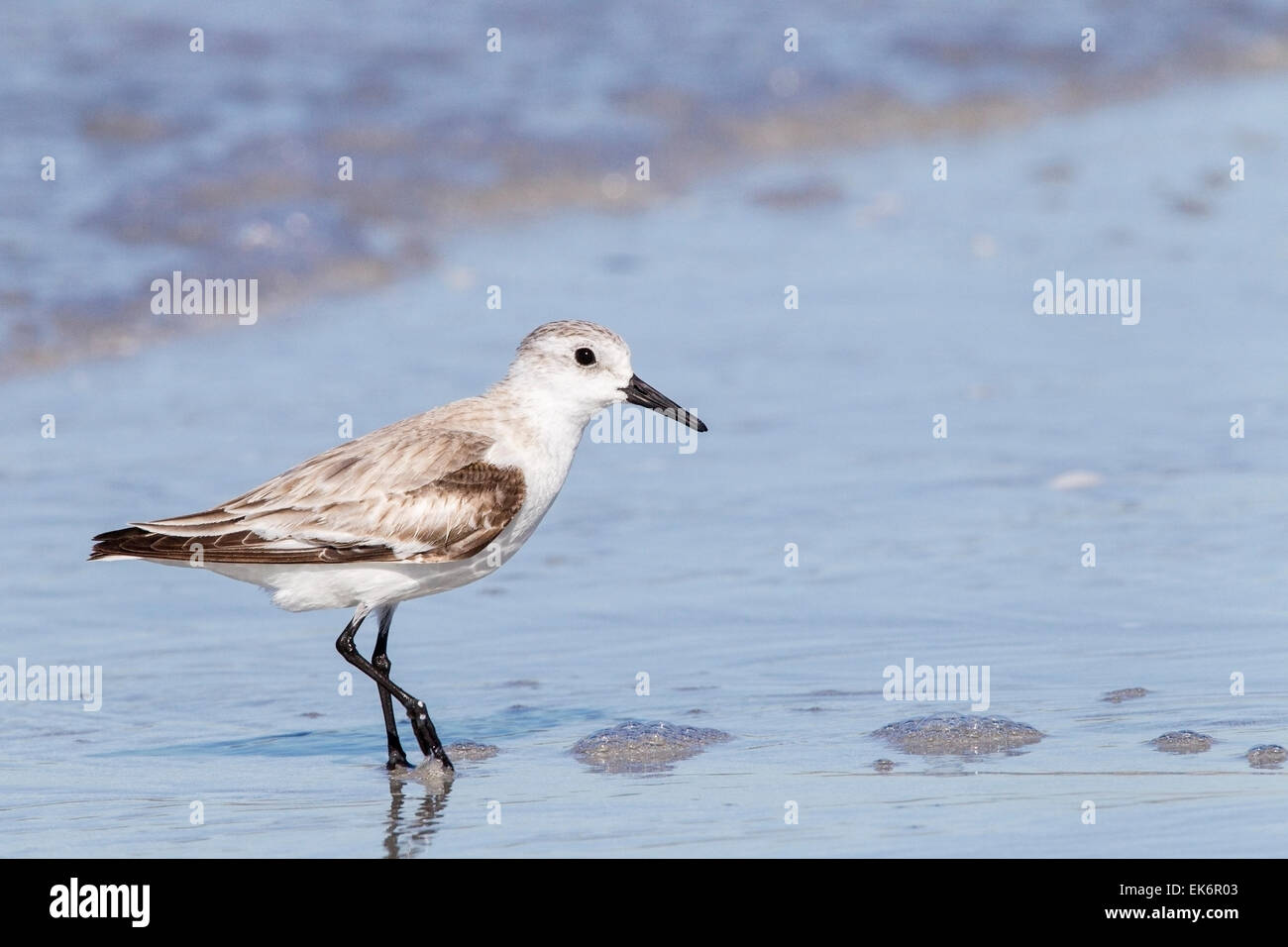 Sanderling (Calidris alba) adult standing on wet beach. Florida, USA ...