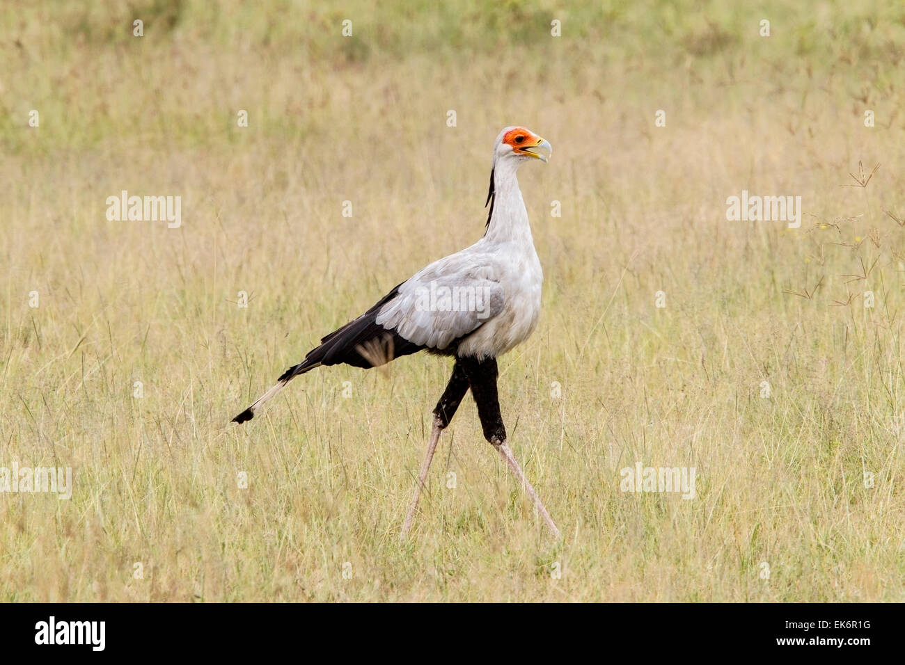 Secretary bird flying hi-res stock photography and images - Alamy