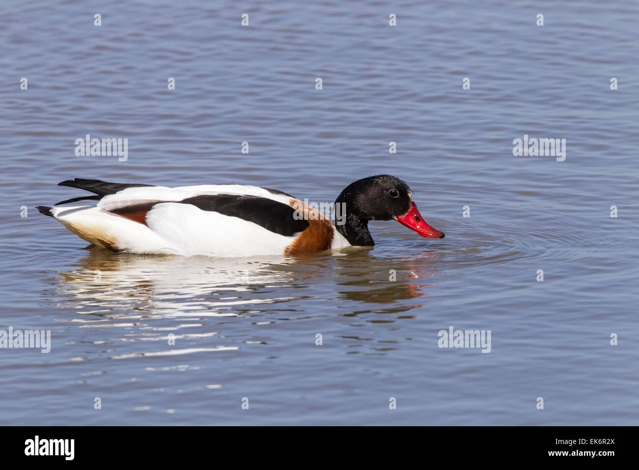 Northern shelduck hi-res stock photography and images - Alamy