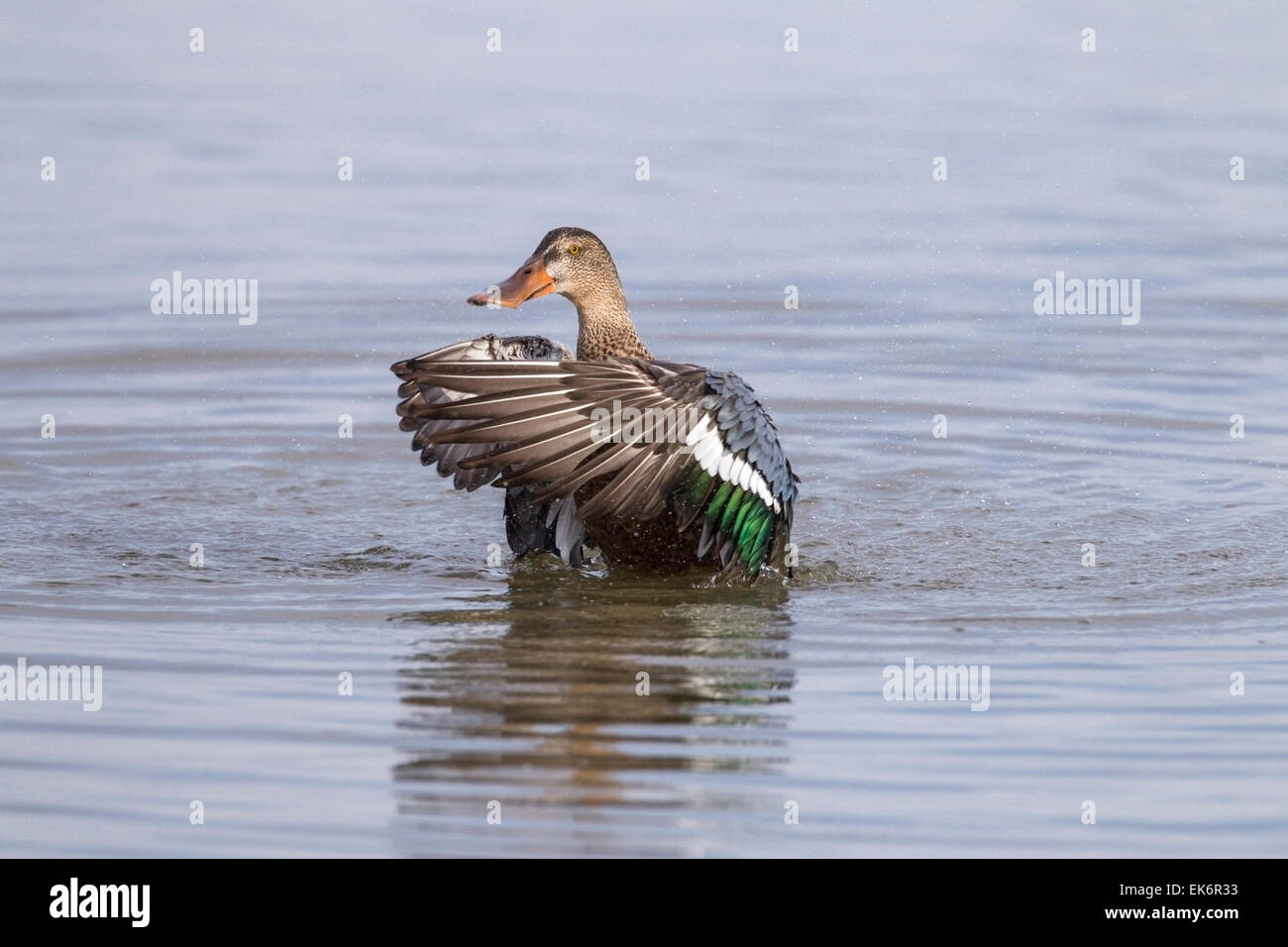 Female northern shoveler in flight hi-res stock photography and images - Alamy